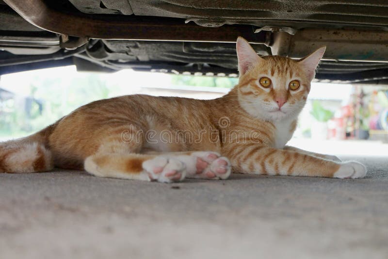 Kat onder auto stock afbeelding. Image of onder, ontspanning - 52076633