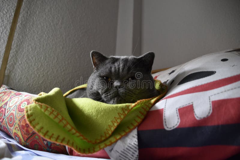 Kat Ras Britse Korte Haren Grijs Stock Afbeelding - Image of grijs ...