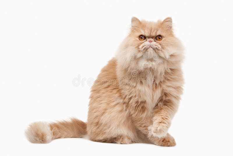 Kat Rode Perzische Kat Op Witte Achtergrond Stock Foto - Image of ...