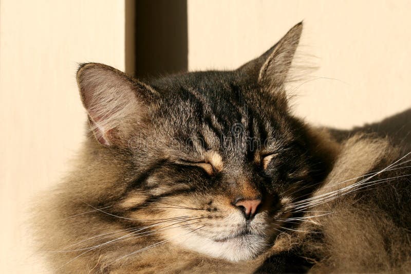 Kat slapend in zon stock foto. Image of aristrocratisch - 12284152