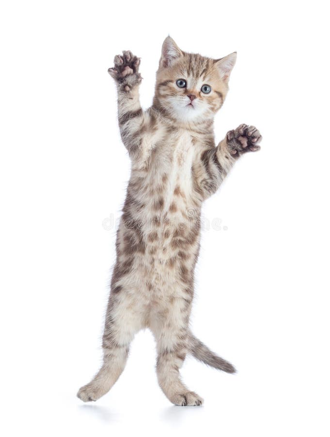 Springende Geïsoleerdeo Katten Gestreepte Schotse Vouwen Stock Foto ...