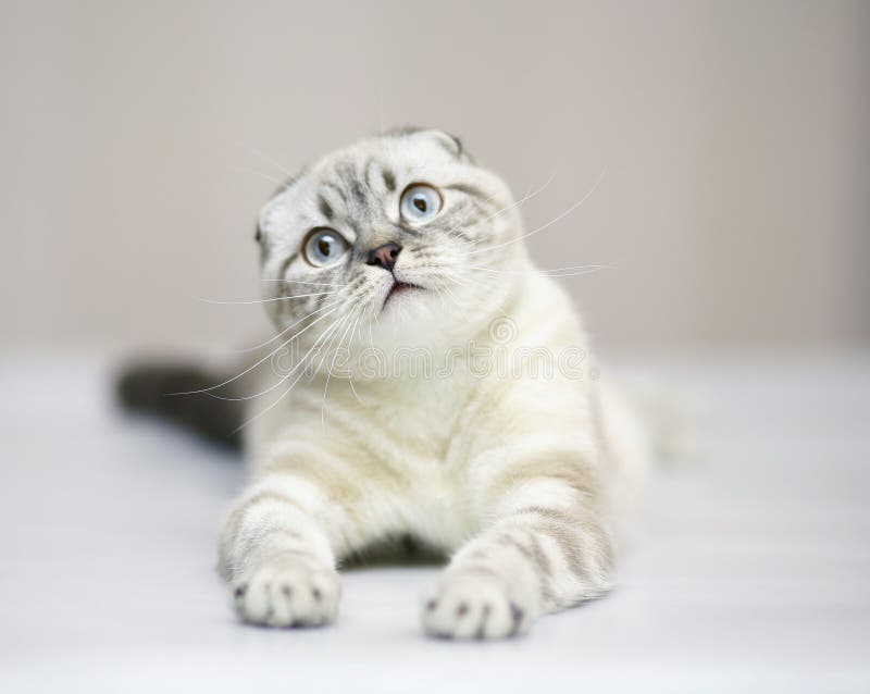 Kat Van Ras De Schotse Vouwenkat. Stock Foto - Image of dier, vouwen ...