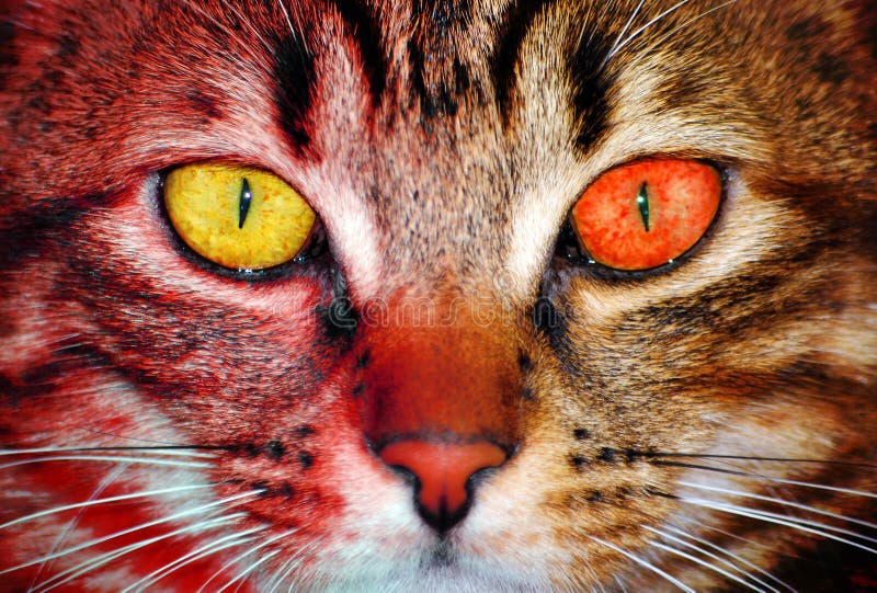 Katten gele ogen stock foto. Image of gezicht, ogen, bont - 30656918