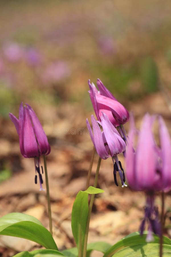 Katakuri (Erythronium Japonicum) Stock Photo - Image of japan, violet ...