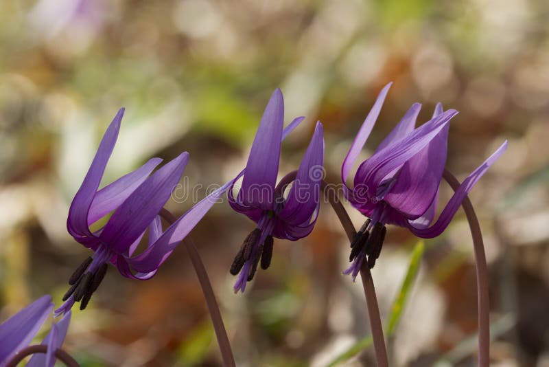 Katakuri flower stock photo. Image of natur, katakuri - 216066088