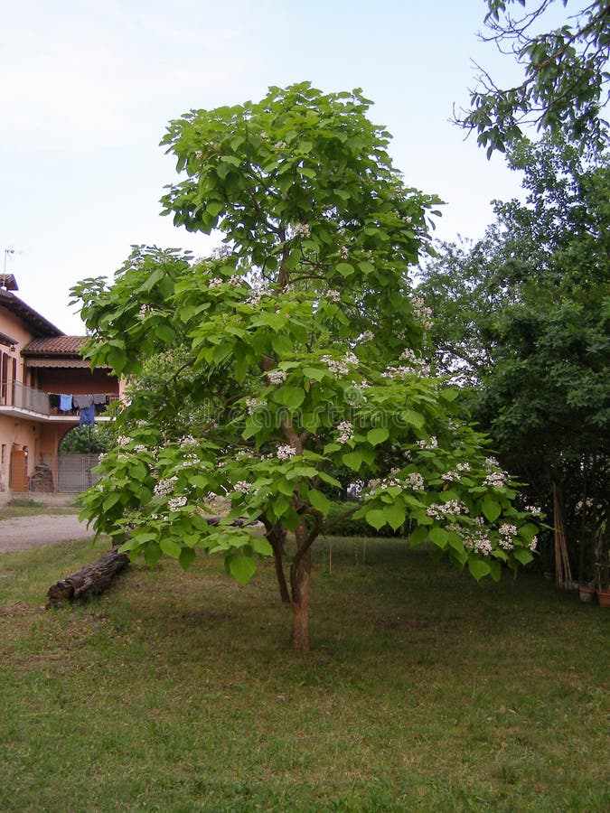 Katalpa-Baum. Klasse. Bignoniaceae Stockbild - Bild von betriebe, frech ...