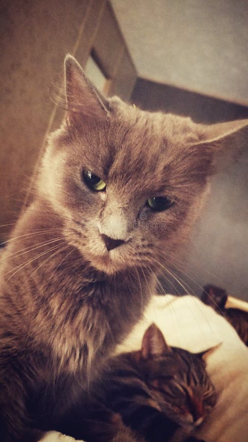 Disapproving Cat Stock Photos - Free & Royalty-Free Stock Photos from ...