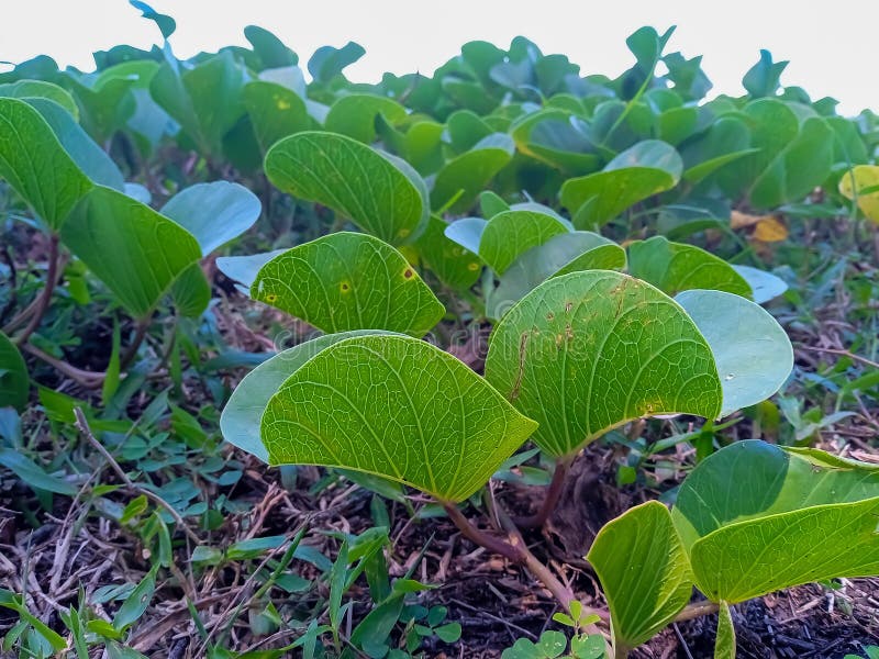Katang-katang Plant or Ipomoea Pes-caprae in Bloom Stock Photo - Image ...