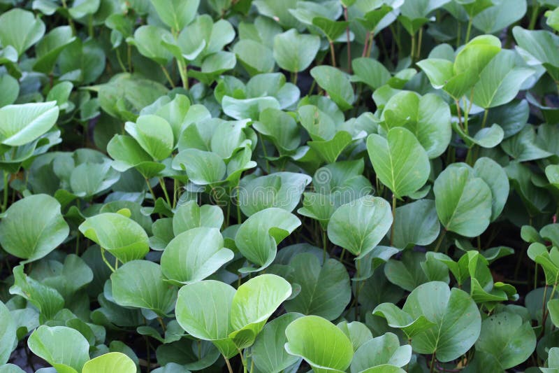 Katang-katang stock image. Image of katang, berkebundirumah - 270604823