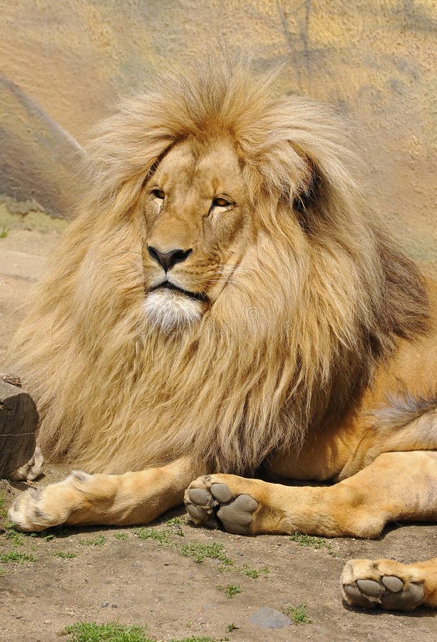 Katanga Lion stock image. Image of bleyenberghi, species - 14413127