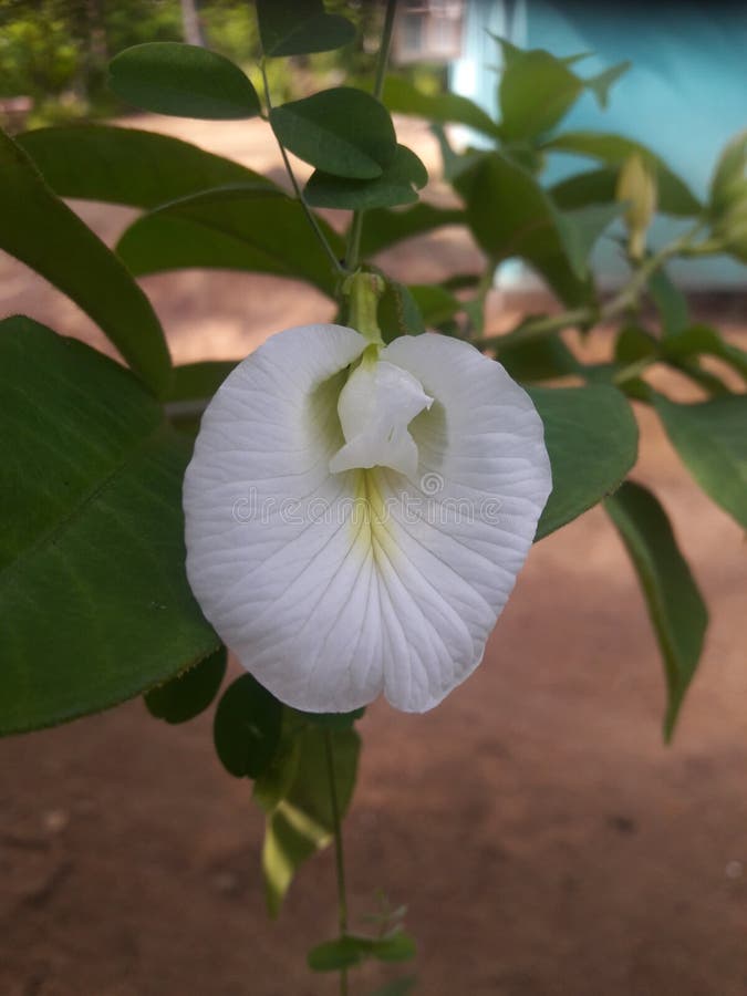 Katarodu de Sudu foto de archivo. Imagen de nuestro - 117352160