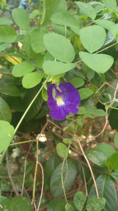 Nil Katarodu Stock Photos - Free & Royalty-Free Stock Photos from ...