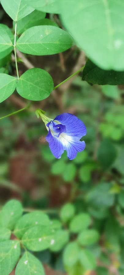 Katarodu Flower Grown Up in the Garden Stock Photo - Image of katarodu ...