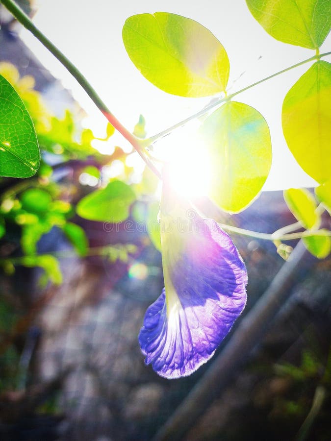 Flower Katarolu Stock Photos - Free & Royalty-Free Stock Photos from ...