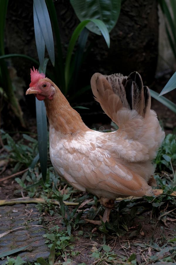 Kate Chickens or Bantam Chickens Stock Photo - Image of rooster, duck ...
