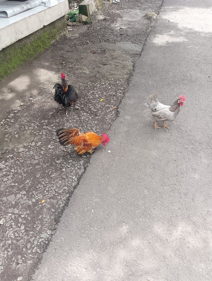 Kate Chickens, Which are Becoming Scarce, are Allowed To Roam the ...