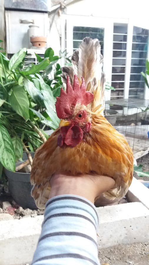 Kate Type Stock Photos - Free & Royalty-Free Stock Photos from Dreamstime