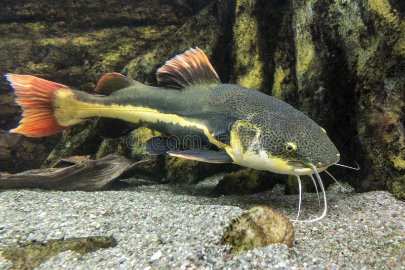 Wels. Pseudoplatystoma Oder Abgehaltenes Sorubim Eng Oben Stockfoto ...