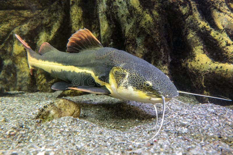 Wels. Pseudoplatystoma Oder Abgehaltenes Sorubim Eng Oben Stockfoto ...