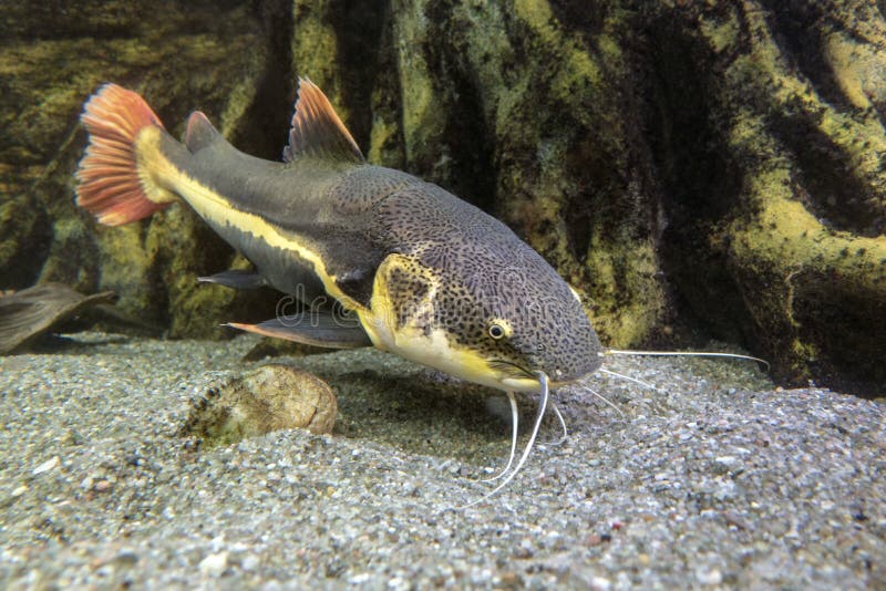 Wels. Pseudoplatystoma Oder Abgehaltenes Sorubim Eng Oben Stockfoto ...