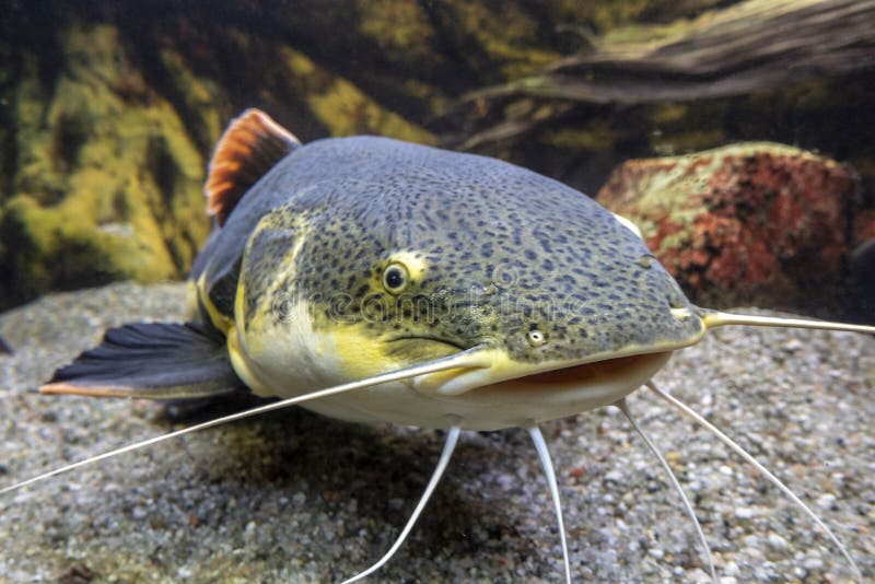 Wels. Pseudoplatystoma Oder Abgehaltenes Sorubim Eng Oben Stockfoto ...