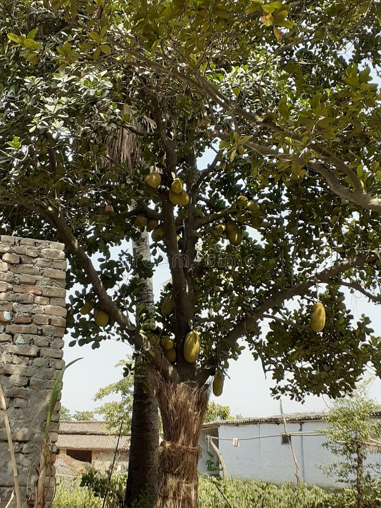 309 Kathal Tree Stock Photos - Free & Royalty-Free Stock Photos from ...