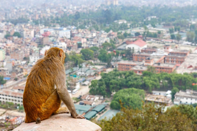 Rhesus Monkey In India Portrait Stock Image - Image of macaque, greedy ... Rhesus Monkey In India Portrait Stock Image - Image of macaque, greedy ...