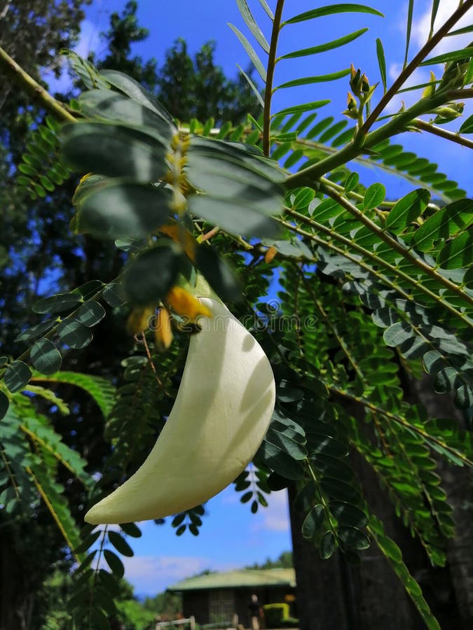 Kathurumurunga flower stock image. Image of tree, flower - 130198315