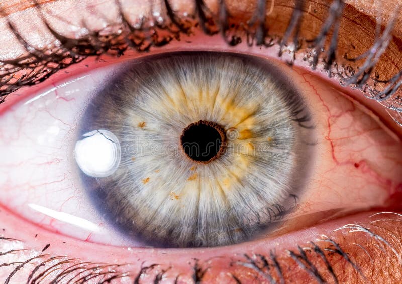 Close Up Eye. Close Up Iris. Very Close Macro Shot of an Eyeball Stock ...