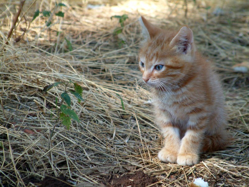 Katje stock foto. Image of gras, uitziend, kijk, buiten - 1167742