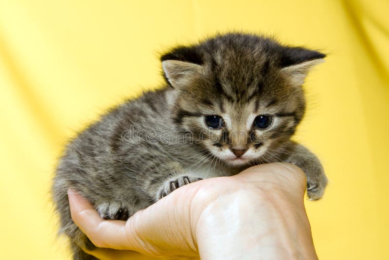 Katje stock foto. Image of katachtig, binnenlands, ogen - 2988354