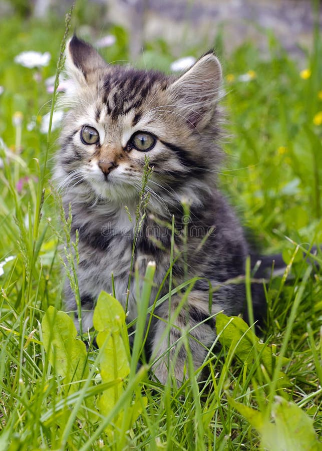 Het Tijger-katje Van De Gember Stock Foto - Image of roos, weinig: 11986920