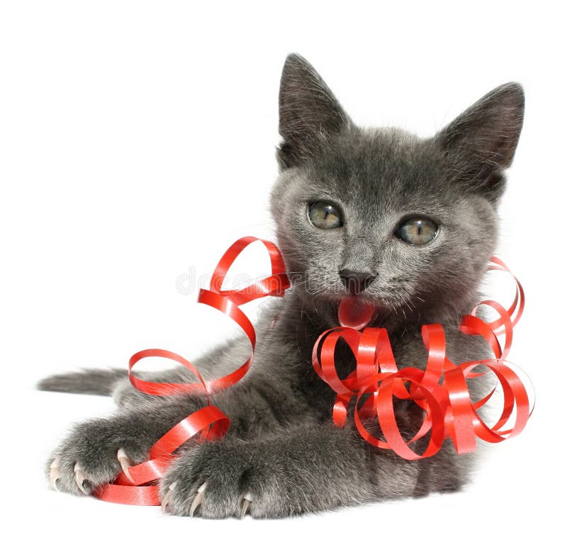 Katje stock foto. Image of jaar, huisdier, spelen, vooravond - 6351852