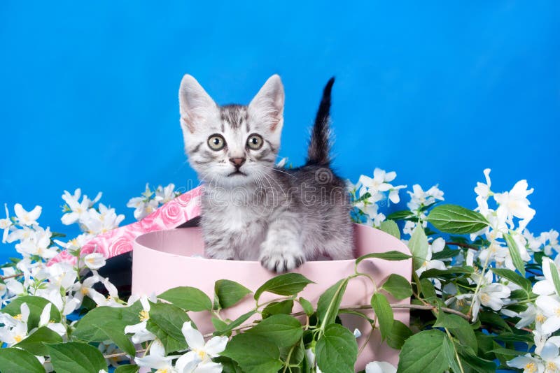 Katje in Een Doos Met Bloemen Stock Foto - Image of bloemen, besnoeiing ...