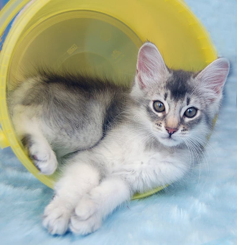 5 Naakte Sphynx Kittens Op Een Mini Bruine Bank Stock Foto - Image of ...