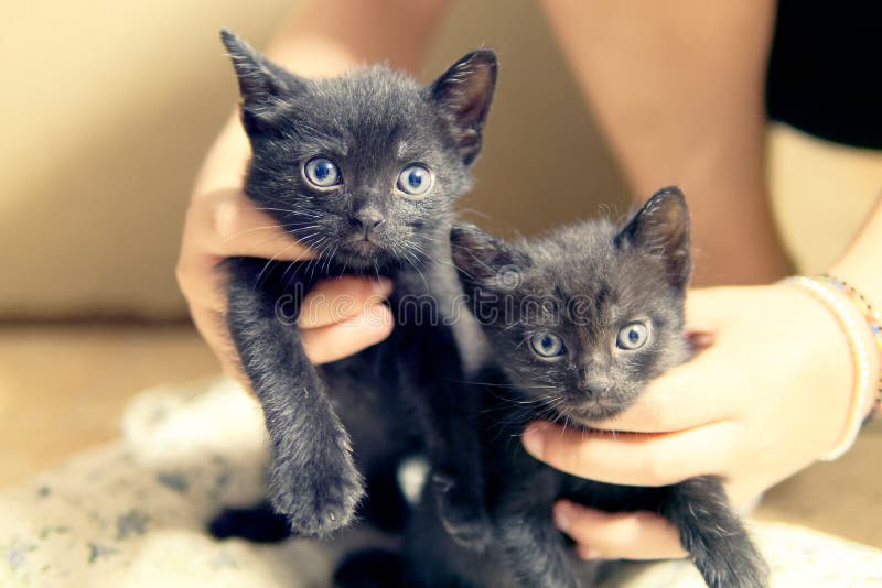 Katjes Kleine Katten Met Blauwe Ogen Stock Foto - Image of mooi, pret ...