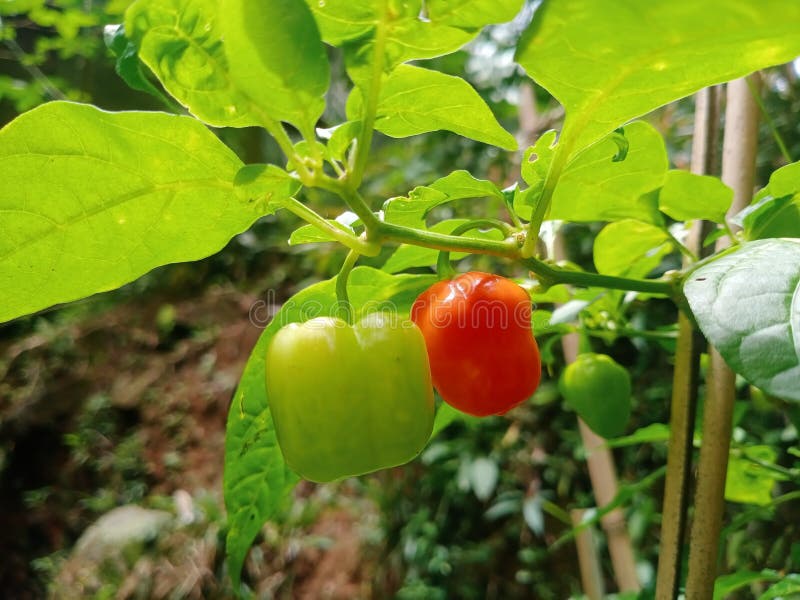 Katokkon is the Hottest Chilli from Toraja Stock Image - Image of ...