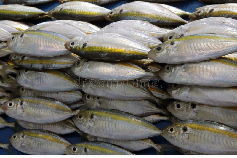 Group of small fish stock photo. Image of ripple, marine - 30217092