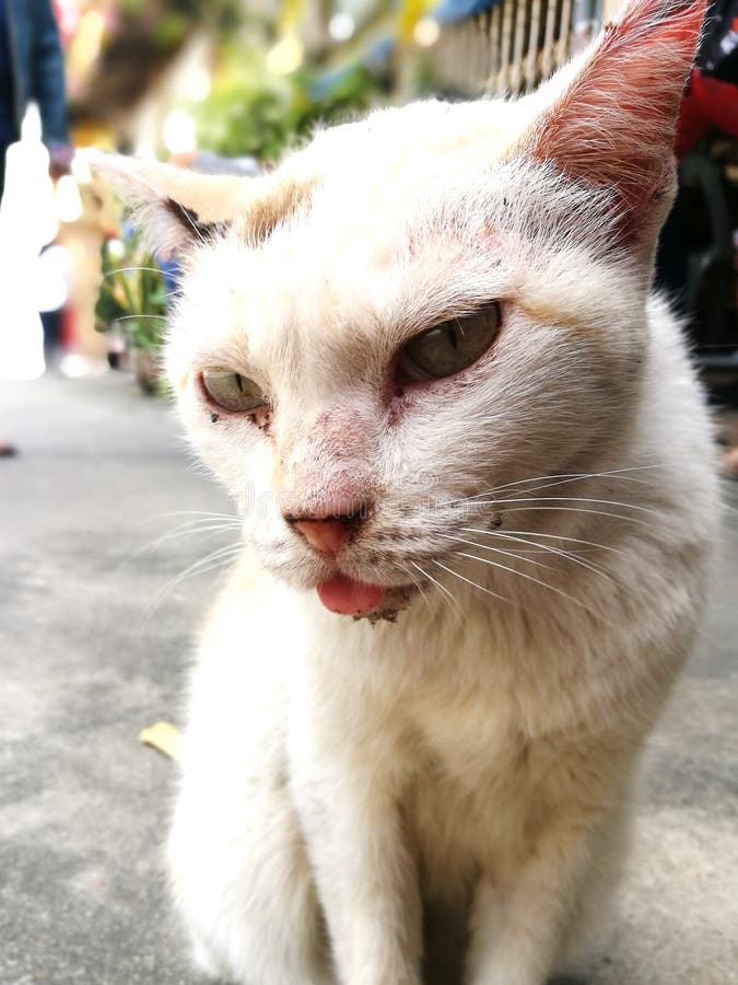 Katt fotografering för bildbyråer. Bild av smutsigt - 111170973