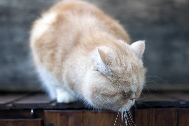 Röd katt i hoppet fotografering för bildbyråer. Bild av rörelse - 28322241