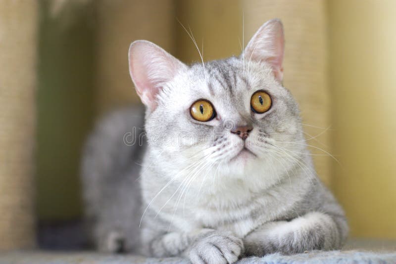 Katt fotografering för bildbyråer. Bild av slappt, vitt - 6181615