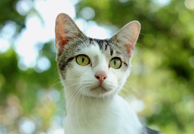 Katt fotografering för bildbyråer. Bild av öga, liten - 76046447