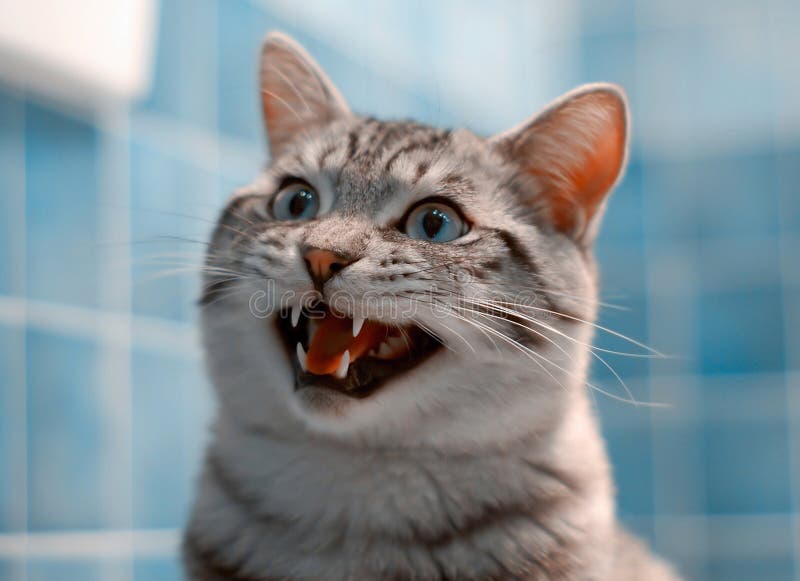 Burma katt fotografering för bildbyråer. Bild av näsa - 1488863