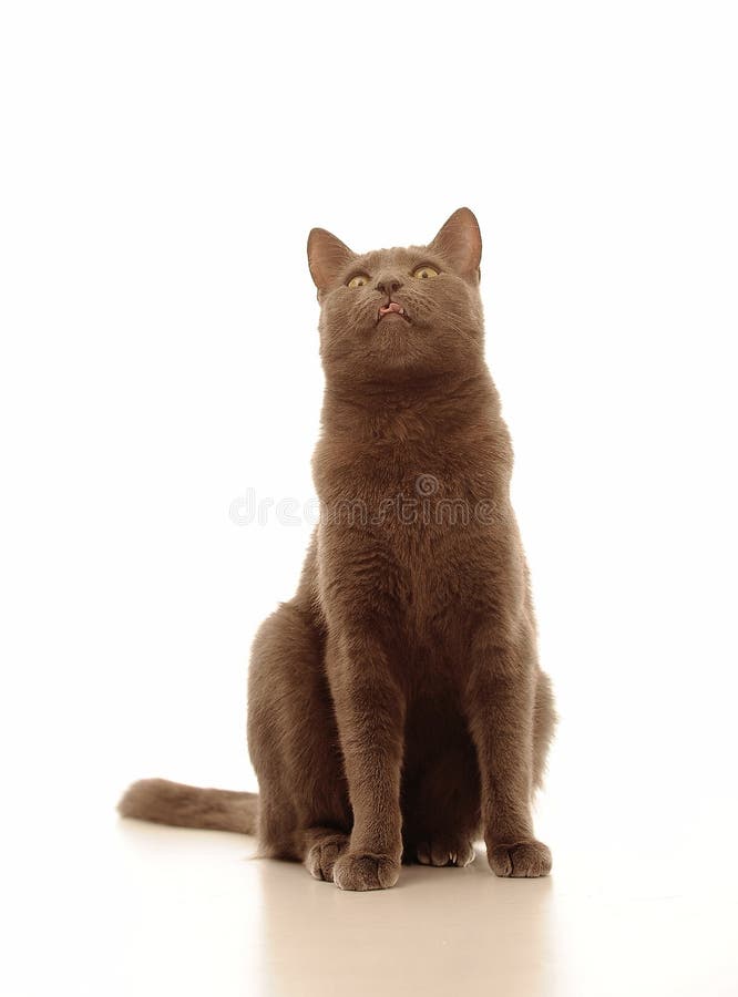 Brun katt fotografering för bildbyråer. Bild av angus - 30055641