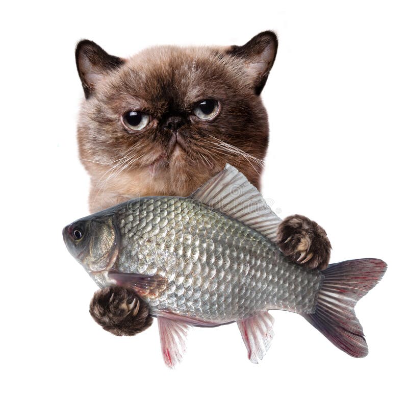 Kattfisk arkivfoto. Bild av matställe, gulligt, sjaskig - 12603712