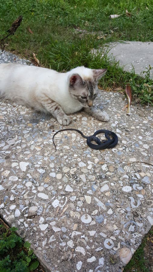 Katt & orm arkivfoto. Bild av mamma, katt, henne, visa - 69808696