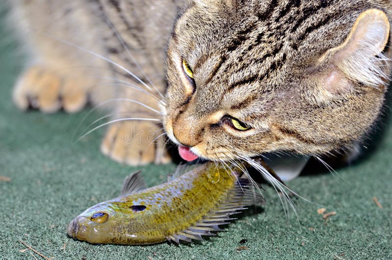 Katt som äter en fisk arkivfoto. Bild av breckenridge - 43635370