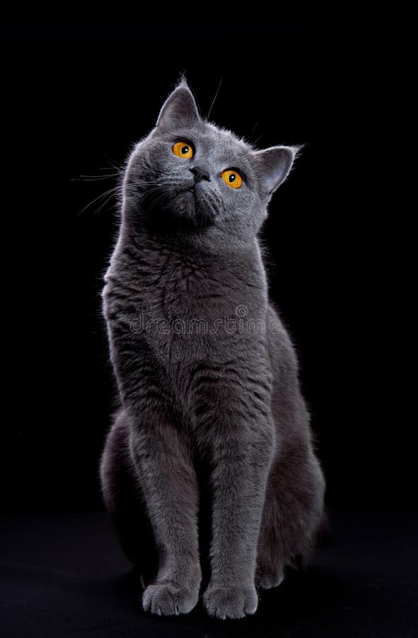 Kattfisk arkivfoto. Bild av matställe, gulligt, sjaskig - 12603712