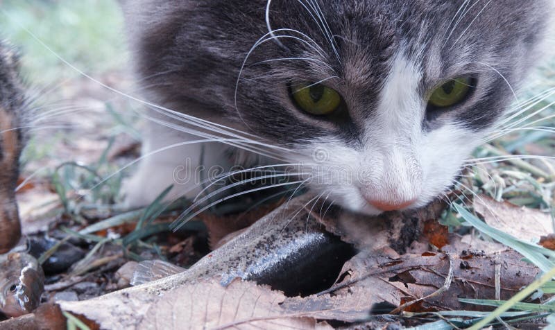 Matande hungrig kattfisk arkivfoto. Bild av avbrottet - 81994600