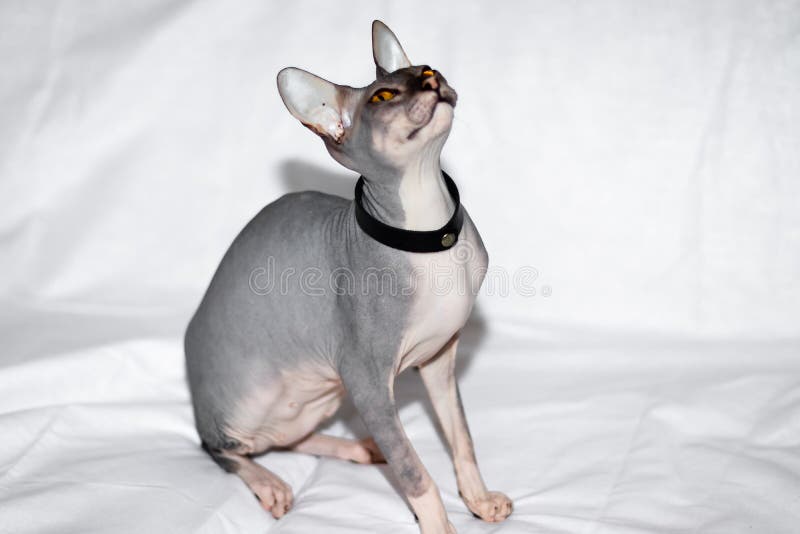 Nakna Katter Med Sphinx-skal Med Presenter På Vit Bakgrund ...